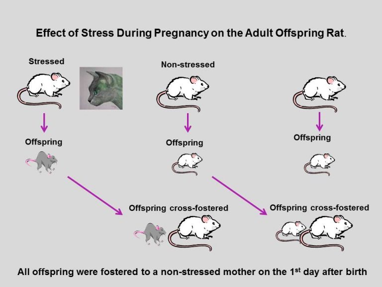 Evidence from Animals - Begin Before Birth
